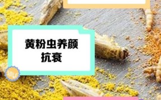 黄粉虫的功效与作用_黄粉虫怎么吃最有营养