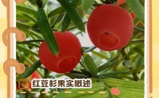 红豆杉果实有什么功效_红豆杉果实能吃吗