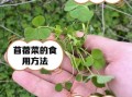 苜蓿怎么吃好吃_苜蓿的家常做法大全