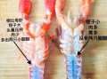 龙虾怎么挑选鲜活的_龙虾图片鲜活辨别技巧