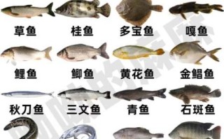 常见淡水鱼有哪些_如何区分常见海鱼
