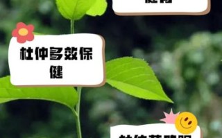 杜仲茶叶泡水喝的功效_杜仲茶能长期喝吗