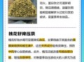干槐花泡水能天天喝吗_长期饮用干槐花水的利弊