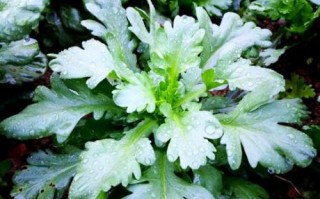 茼蒿菜图片大全大图_如何挑选新鲜茼蒿