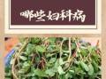 马齿苋在农村叫什么_马齿苋的别名有哪些