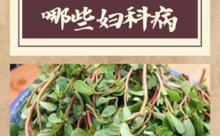 马齿苋在农村叫什么_马齿苋的别名有哪些