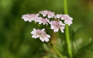 芫怎么读_芫荽的芫读几声