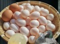 鸽子蛋怎么蒸_蒸鸽子蛋的正确方法