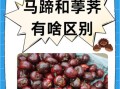 荸荠怎么读_荸荠和马蹄的区别
