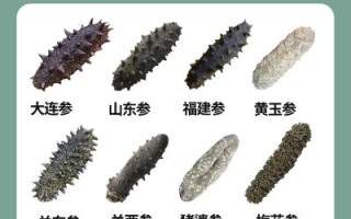进口海参哪个国家最好_如何挑选高品质海参