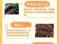 海参的功效与禁忌人群_哪些人不宜吃海参
