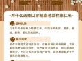 薏米是什么米_薏米和薏仁的区别