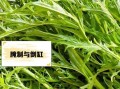 雪里红是什么菜的叶子_雪里红和雪菜的区别