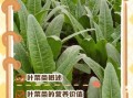 叶菜类蔬菜有哪些_常见叶菜品种及营养价值