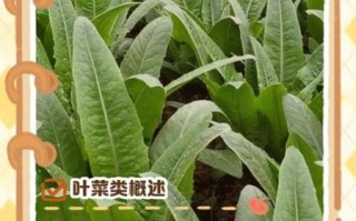 叶菜类蔬菜有哪些_常见叶菜品种及营养价值