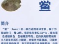 鲎虫和尸鲎的区别_鲎虫是尸鲎吗