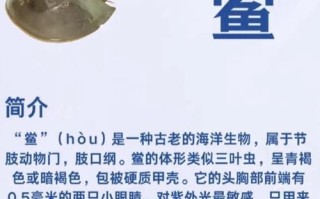 鲎虫和尸鲎的区别_鲎虫是尸鲎吗