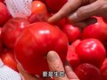 西红柿图片大全大图实物图片_西红柿怎么挑选最新鲜