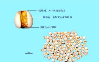 薏仁图片长什么样_如何辨别真假薏仁