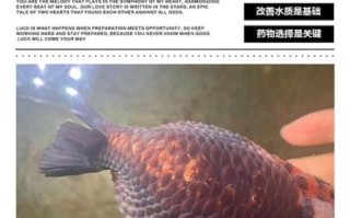 鱼炸鳞怎么治_鱼炸鳞用什么药
