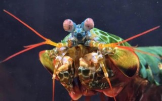 雀尾螳螂虾vs枪虾_谁才是海洋拳击冠军