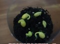 黄豆怎么生豆芽_家庭无土栽培步骤