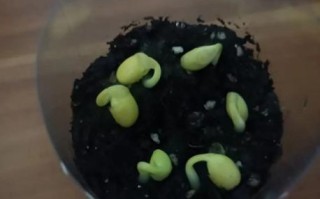 黄豆怎么生豆芽_家庭无土栽培步骤