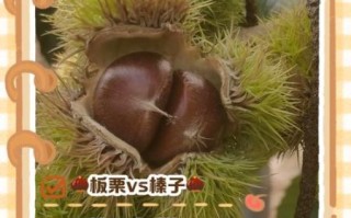 锥栗和板栗哪个营养价值高_锥栗与板栗的区别