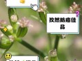 孜然的功效与作用_孜然能减肥吗