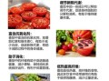 番茄的营养价值有哪些_番茄怎么吃最营养