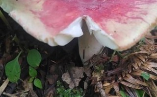 红伞伞白杆杆是什么_吃了会怎样 红伞伞白杆杆是什么_吃了会怎样