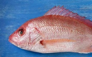 美国红鱼营养价值_美国红鱼有什么营养