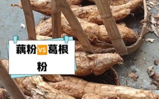 葛根粉和藕粉哪个更好_葛根粉与藕粉的区别
