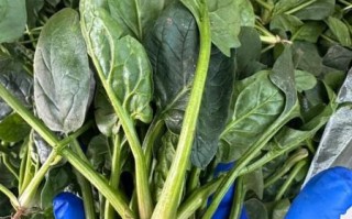 红根菠菜补血效果好吗_红根菠菜怎么吃最营养