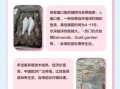 鲆鱼图片大全_鲆鱼与多宝鱼区别