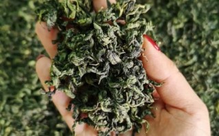 刺五加茶多少钱一斤_刺五加茶价格区间