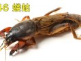 蝼蛄叫声像什么_蝼蛄晚上几点开始叫