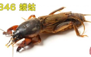 蝼蛄叫声像什么_蝼蛄晚上几点开始叫