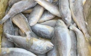 黄花鱼为什么那么贵_野生黄花鱼多少钱一斤 黄花鱼为什么那么贵_野生黄花鱼多少钱一斤