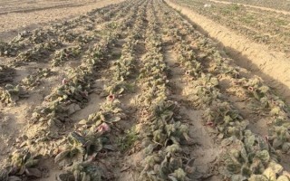 野生地黄的功效与作用_适合哪些人群