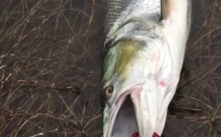 黄剑鱼怎么钓_黄剑鱼吃什么饵料