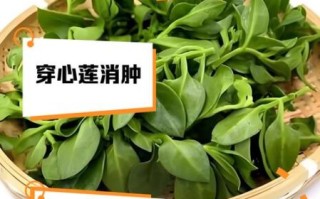 穿心莲哪些人不能吃_孕妇能吃穿心莲吗