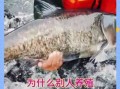 花鲢鱼怎么养_花鲢鱼养殖技术要点