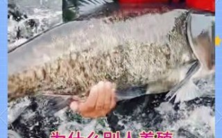 花鲢鱼怎么养_花鲢鱼养殖技术要点
