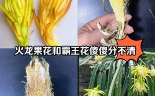 霸王花是不是火龙果的花_霸王花和火龙果区别