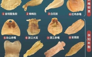 花胶鱼肚的功效与作用_花胶鱼肚适合什么人吃