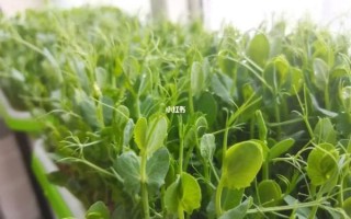 麻豌豆苗怎么种植_麻豌豆苗种植方法