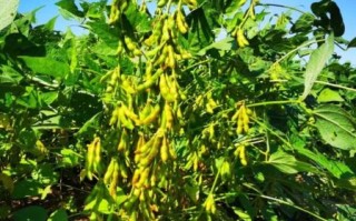 大豆图片素材哪里找_如何挑选高清无版权图