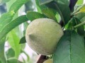无锡水蜜桃多少钱一斤_无锡阳山水蜜桃价格行情