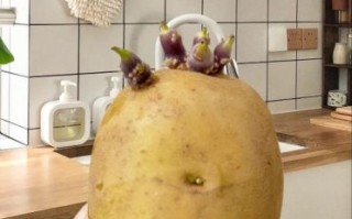 土豆发芽怎么处理才能吃_土豆发芽去掉芽还能吃吗